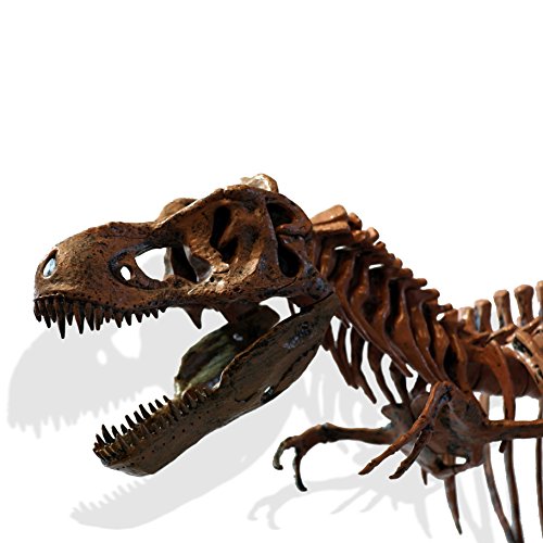 Edu-Toys T-Rex Skeleton 36" Scale Replica Model | Assemble & Display ...