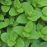 Apple mint - How to grow & care