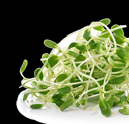 Nature Jims Clover Sprout Seeds 16 Oz Organic Sprouting Seeds Non 