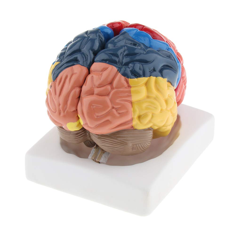 Mua 4D Anatomy Sutra Brain Anatomy Model Brain Model 3D Puzzle Human ...