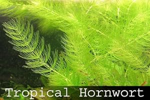 Fastest Growing Aquarium Plant [Hornwort] 8X Live Aquarium Floating ...