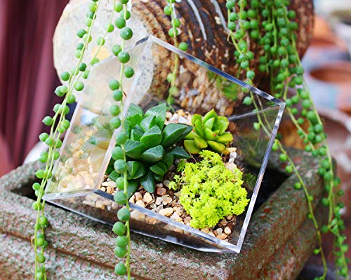 해외직구전문 쇼핑365 Evron Clear Flower Planter Pots,Artistic Room Decor,Fully ...