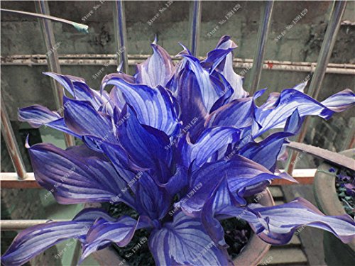 Exotic Hosta Plant Seed Four Seasons Flower Perennial Mixed Plantain ...