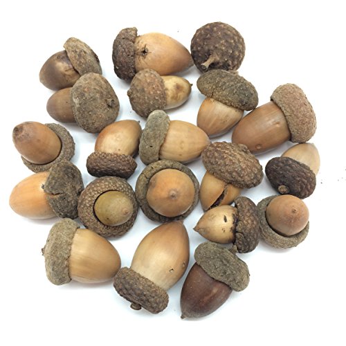 49 Incredibly Beautiful Acorn Crafts to Pursue - Homesthetics ...