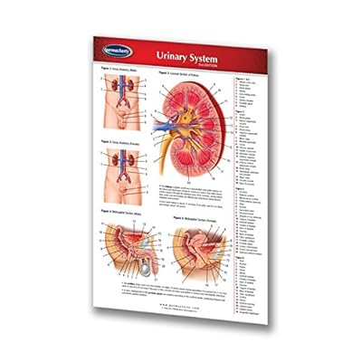 Urinary System Quick Reference Pocket Chart by Permacharts in Nepal at ...