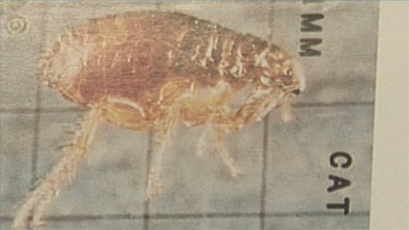 Watch How Do You Kill Fleas? on Amazon Live