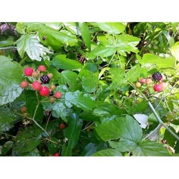 Amazon.com : Raspberry Plants (Mysore/Black Rasp.) Includes Four (4 ...