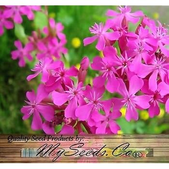 Amazon.com : 1000 TALL PINK CATCHFLY (Campion / None So Pretty) Silene ...