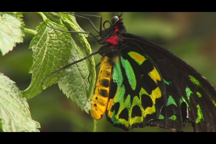 Watch How Does a Butterfly Build a Cocoon? on Amazon Live
