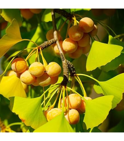 Ginkgo Biloba Fruit