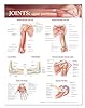 Joints of the Upper Extremities Anatomical Chart in Oman | Whizz Family ...