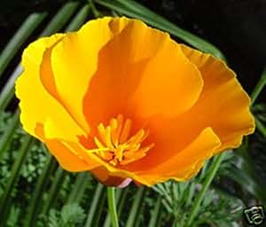 Amazon.com : Poppy California Orange Nice Garden Flower Bulk Wholesale ...