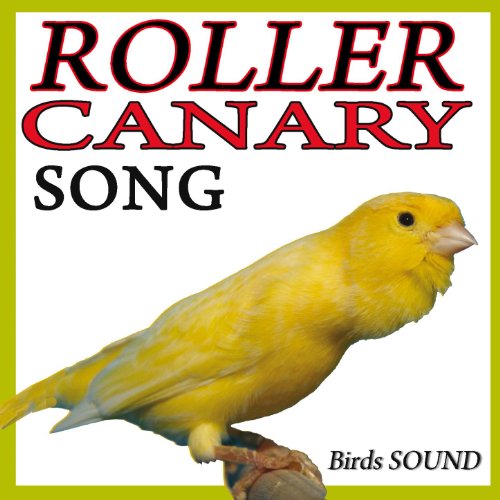 Amazon.com: Roller Canary Song. Birds Sound: Sound and Birds Song: MP3 ...