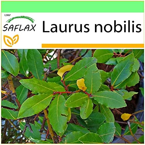 Bay Tree - 6 Seeds - Laurus nobilis price in Saudi Arabia | Amazon ...