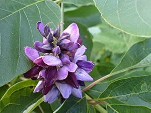 Amazon.com : 20 Pueraria lobata Kudzu Seeds, Japanese arrowroot Seeds ...
