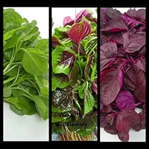 Amazon.com : Mix Edible Asian Chinese Tender Round Leaves Amaranth ...