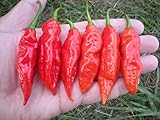 Datil Pepper: The St. Augustine Surprise - PepperScale