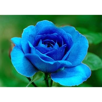 Amazon.com : Snowdrift Rose Bush Flower Seeds : Flowering Plants ...