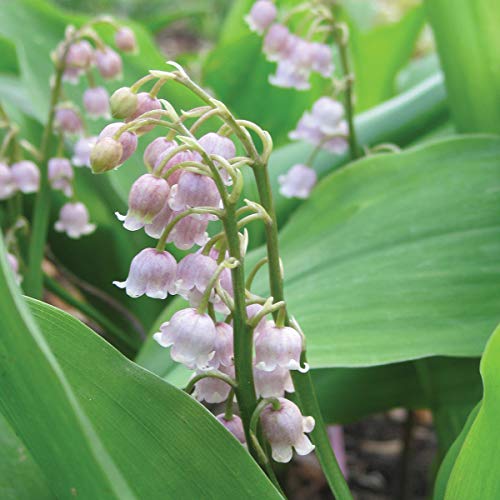 Buy and Grow Pink Lily of the Valley: A Perennial Spring Flower