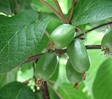 Kiwi berry plants for sale - Grow plants