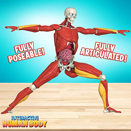 Be Amazing! Toys Interactive Human Body Fully Poseable Anatomy Figure ...