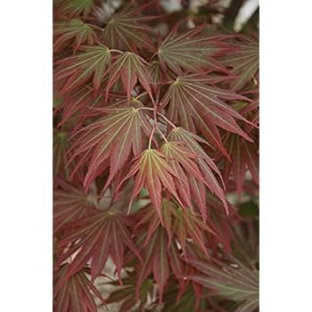 Amazon.com : Johin Japanese Maple 1 - Year Graft : Maple Trees : Garden ...
