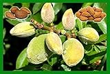 Almond tree - How to grow & care