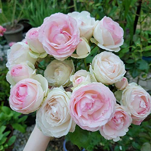 Heirloom Roses Rose Bush - The Eden® Climbing Plant, Live Plants for ...