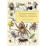 Common Spiders of North America | Guatemala Digital - guatemaladigital.com