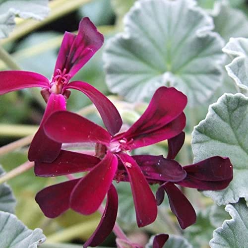 CHUXAY GARDEN Pelargonium Sidoides,African Geranium,South African ...