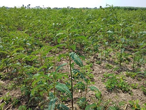 Buy OhhSome Agathi Cheera Plant (Sesbania Grandiflora) Herb Healthy ...