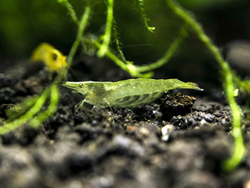 Buy Aquatic Arts 10 Live Green Babaulti Shrimp (Caridina babaulti - 1/2 ...