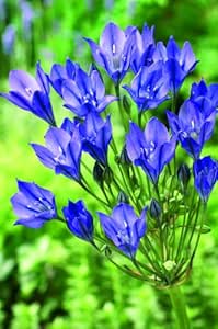 Amazon.com : Brodiaea (Triteleia) 'Queen Fabiola' Flower Bulbs - 24 ...
