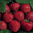 Amazon.com : 9GreenBox 25 Earliglow Strawberry Plants - Bareroot - The ...