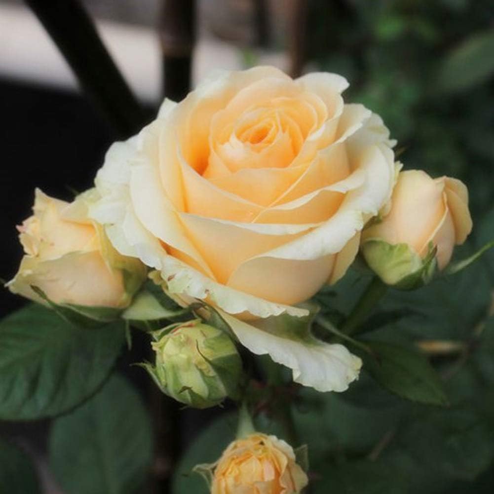 Champagne Rose Seeds 100+ （Rosa Rugosa Thunb）Easy Grow Organic Flower ...