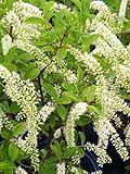 Amazon.com : Little Henry (Itea virginica 'Little Henry') : Trees ...