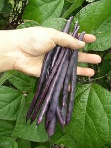Amazon.com : 40 ROYAL PURPLE POD BEAN Phaseolus Vulgaris Vegetable ...