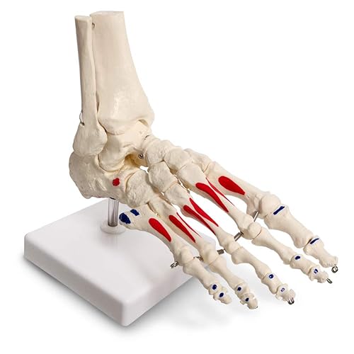 EVOTECH SCIENTIFIC Human Foot and Ankle Model, Life Size W/Muscle ...