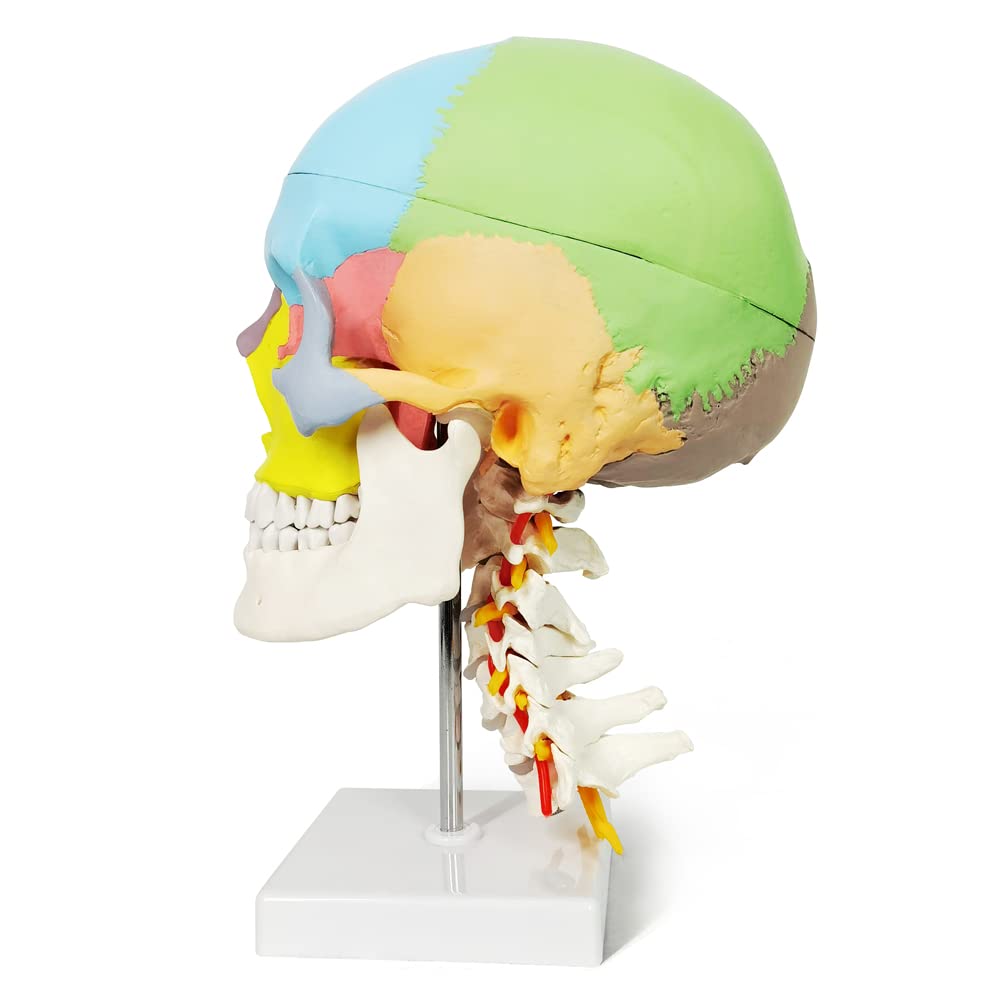 Anatomy Exploded Skull Model,Human Medical Skull Model Dental ...