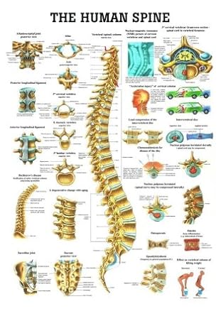 Anatomical Worldwide CH07 The Human Spine Laminated Anatomy Chart ...