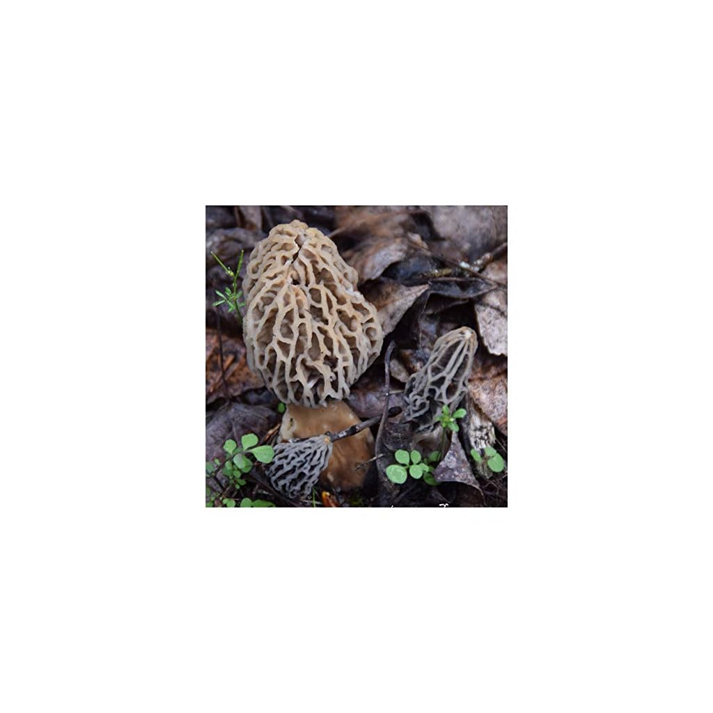 MOREL HABITAT KIT® Morel Mushroom Growing Kit (Morchella esculenta ...