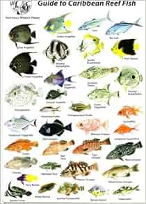 Guide to Caribbean Reef Fish: Rod Macpherson: 9780939560103: Amazon.com ...