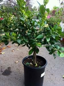 Amazon.com : Tango Mandarin Orange Tree Dwarf Five Gallon--Seedless ...