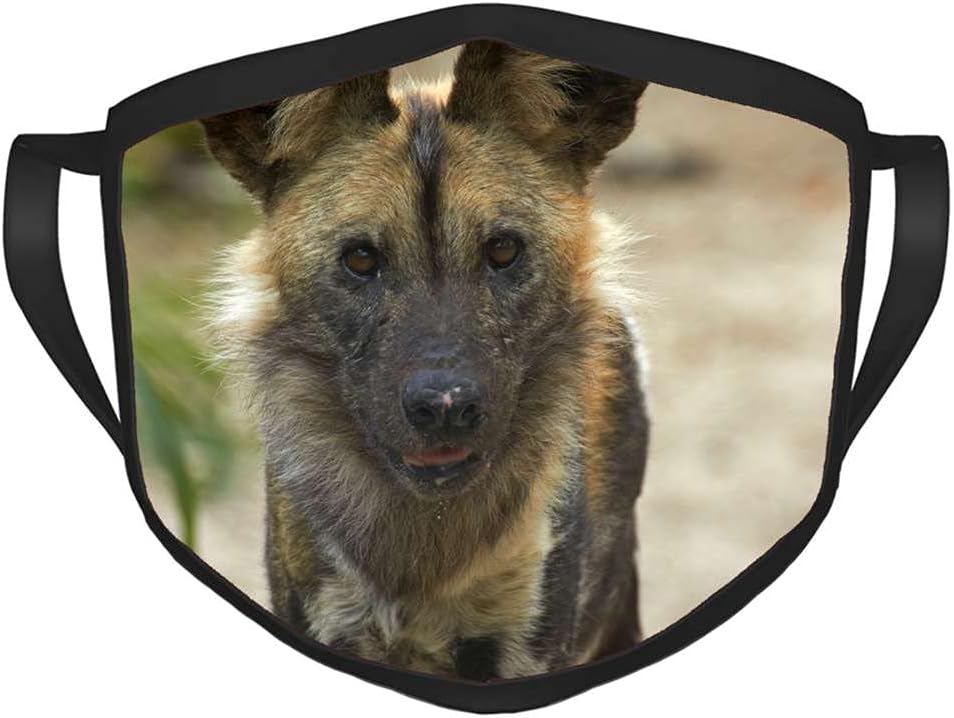 African Wild Dog Painted Dog Conservation Project Zimbabwe Africa Adult ...