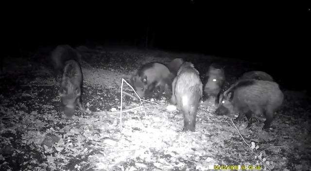 Watch Trail camera caught wild boar on Amazon Live