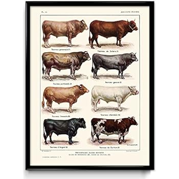 Amazon.com: Meishe Art Retro Vintage Cattle Cow Breeds Beef Educational ...
