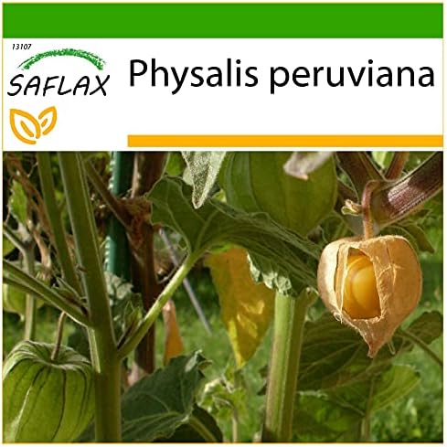 Cape Gooseberry/Peruvian Cherry - 100 Seeds - with Soil - Physalis ...