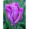 Amazon.com : TULIP BULBS - 12 Blue Parrot Tulips - Bulb Size 11/12 cm - FALL PLANTING & SPRING ...
