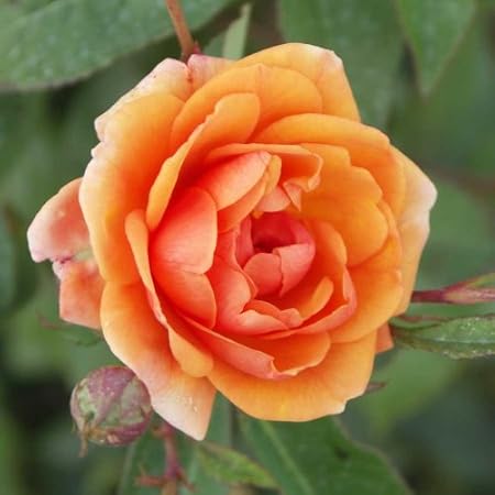 Precious Memories Rose Bush: Amazon.co.uk: Garden & Outdoors