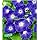BALDUR Garten Trichterwinde 'Blue Hardy', 1 Pflanze Ipomoea Indica ...